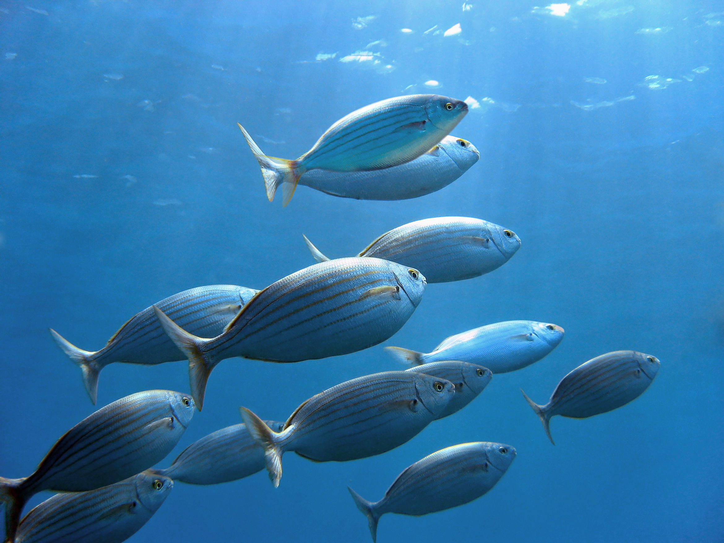 Aqua feed ingredients – Mowi Nutrition (en)
